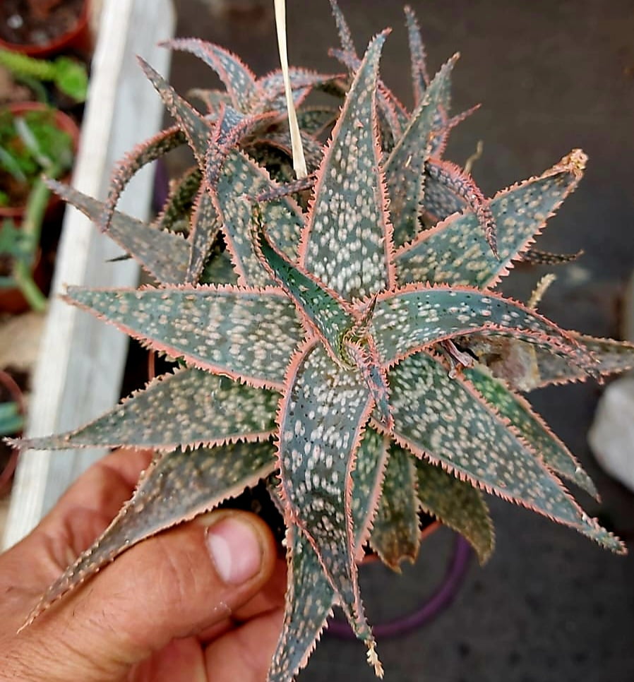 Aloe brigtii star pink - Cactos Brasil