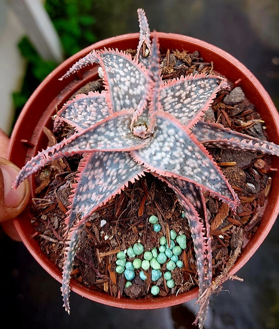 Aloe brigtii star pink - Cactos Brasil