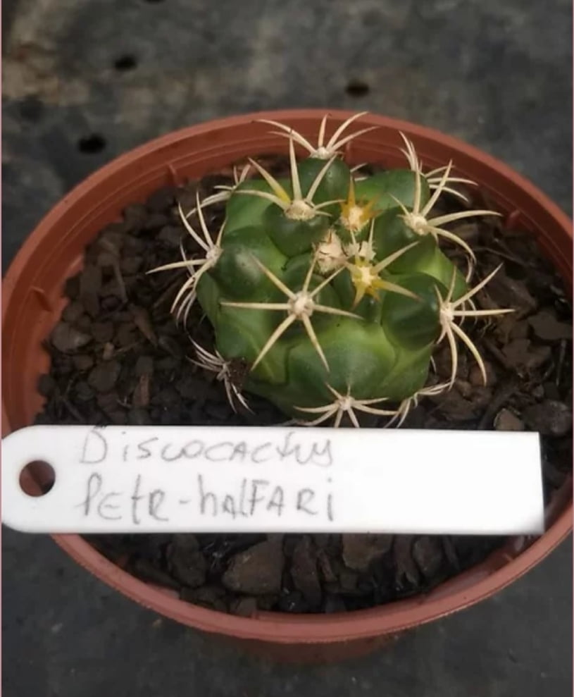 Discocactus pent halfari - cactos brasil