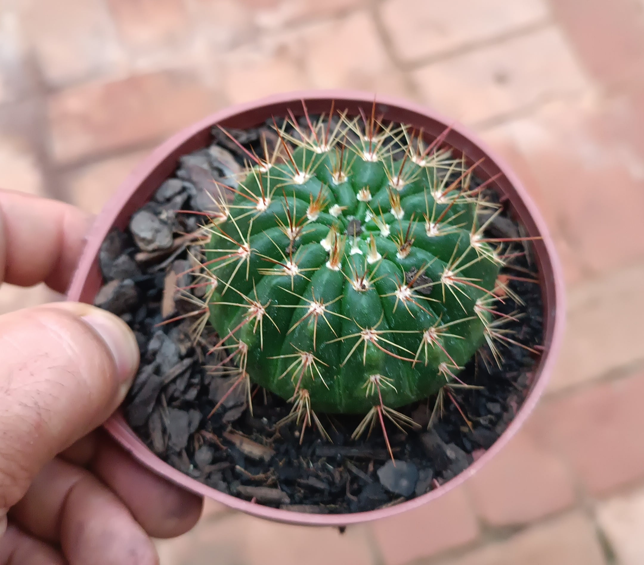 Notocactus ottonis var. Venclu- 7a8cm - Cactos Brasil