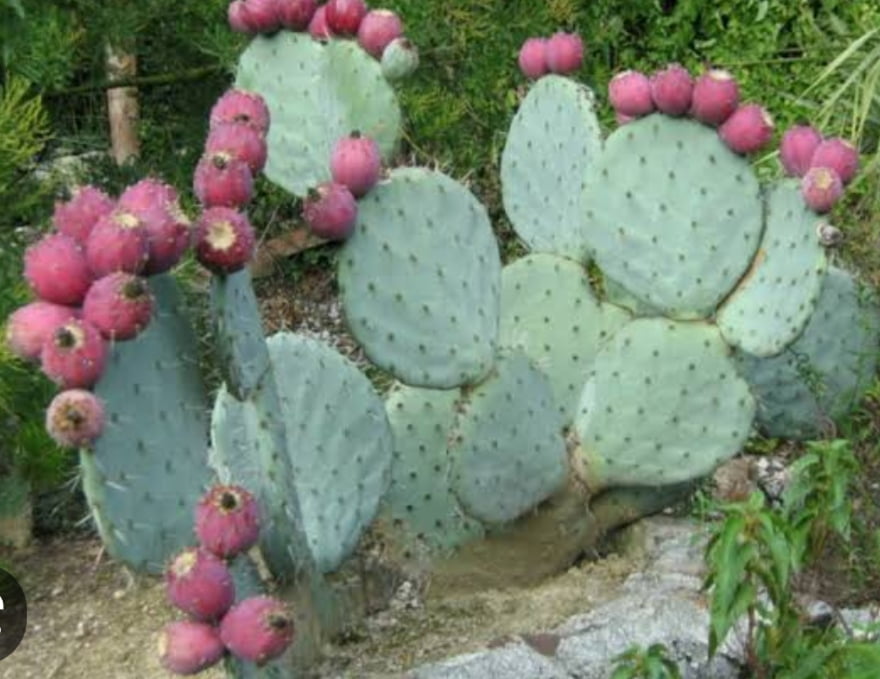 Opuntia Robusta - Cactos Brasil