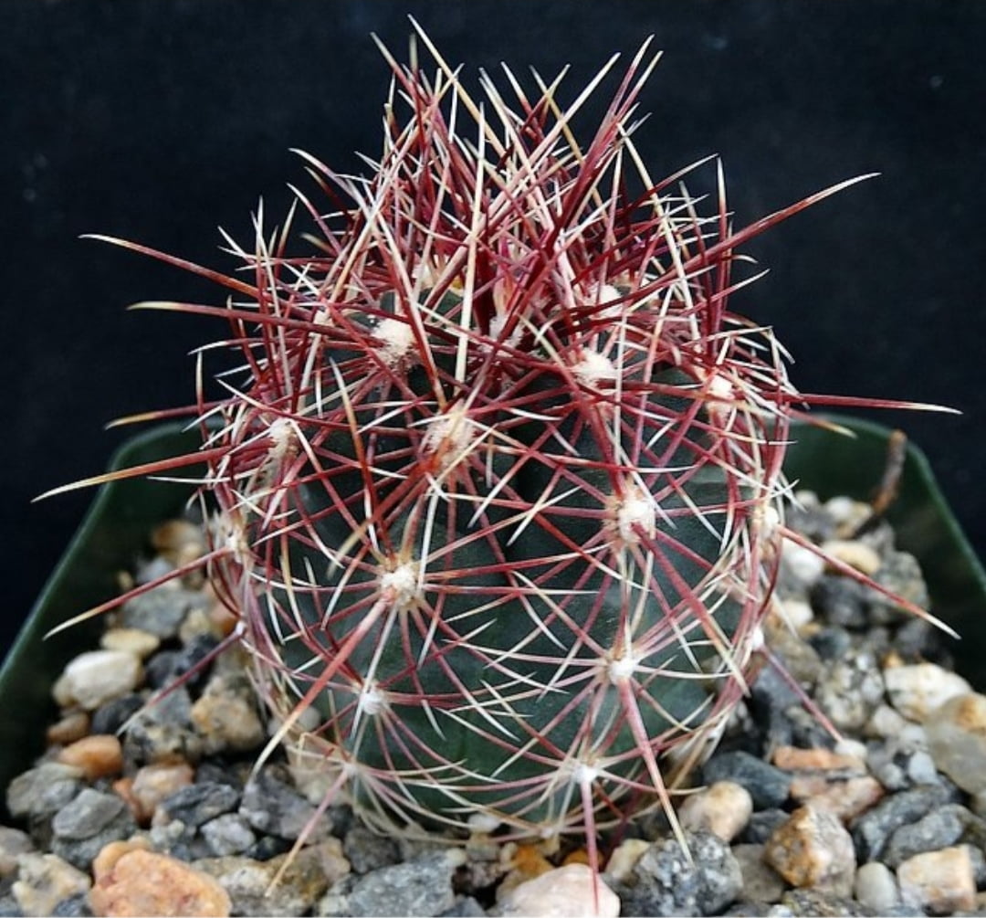 Thelocactus Bicolor Var Commodus - Cactos Brasil