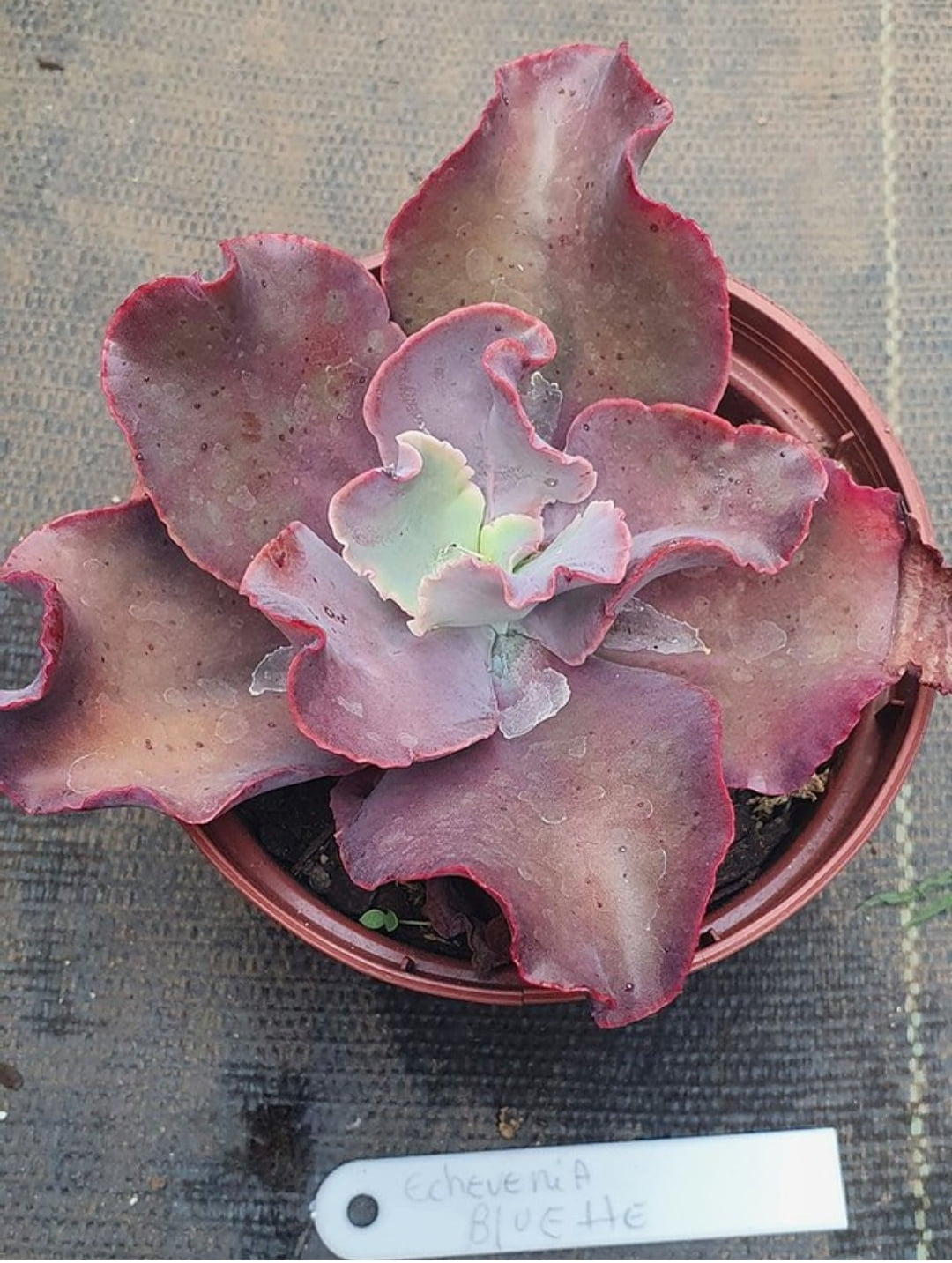 Echeveria Gibbflora Bluette - Cactos Brasil