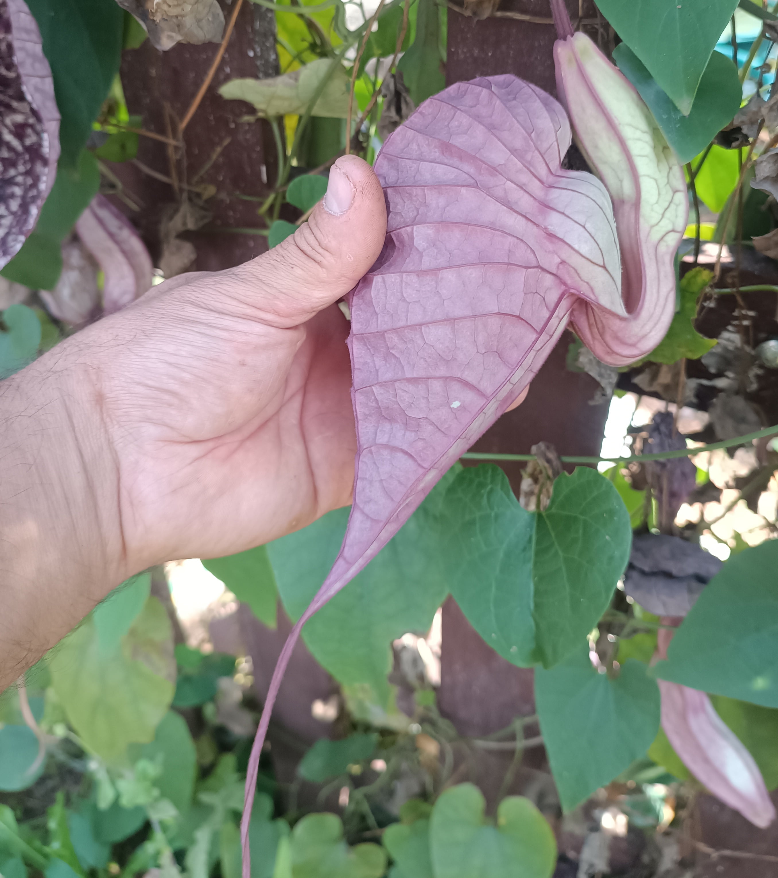 10 Semente de Aristoliochia grandiflora , papo de peru - Cactos Brasil