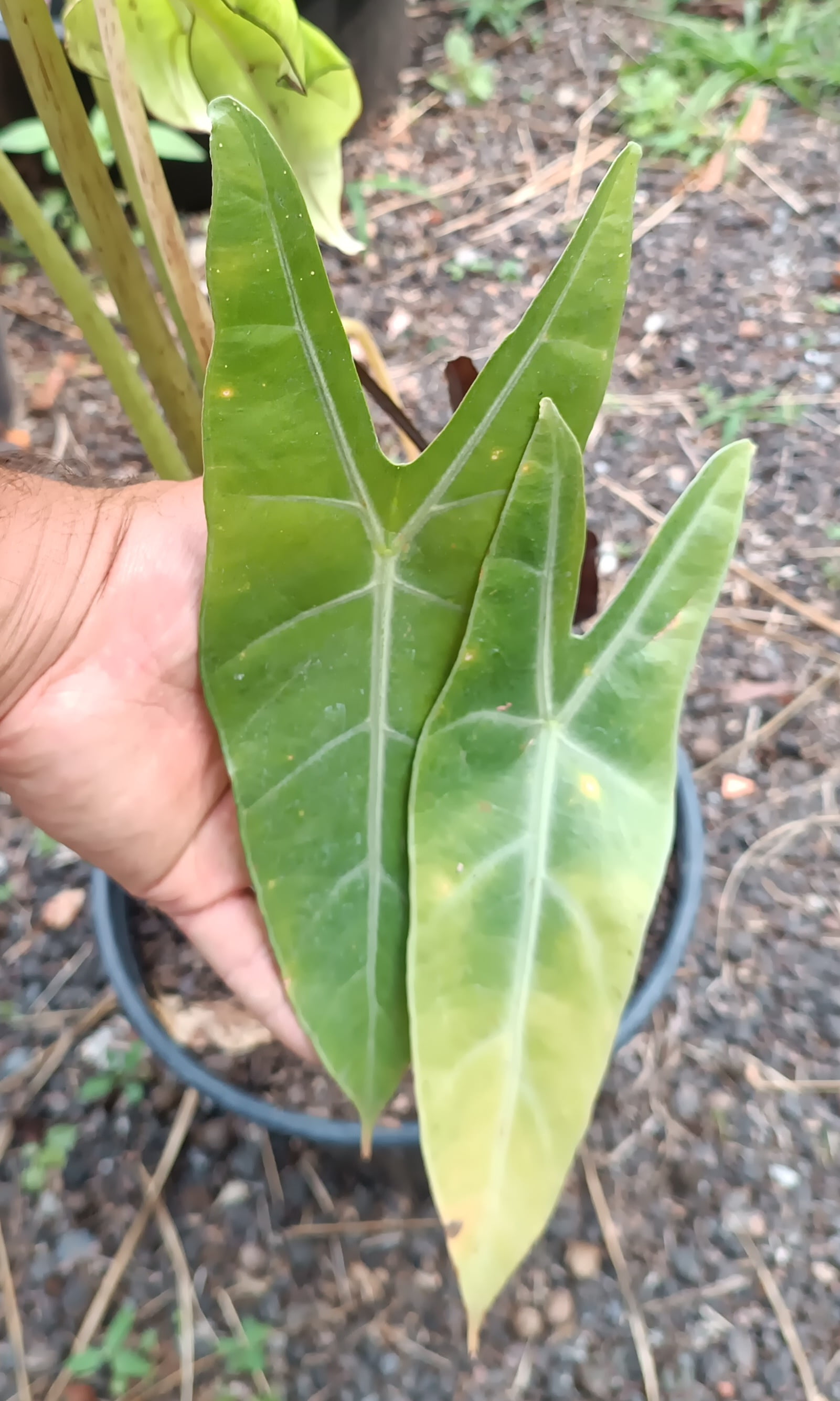 Alocasia principis - Cactos Brasil
