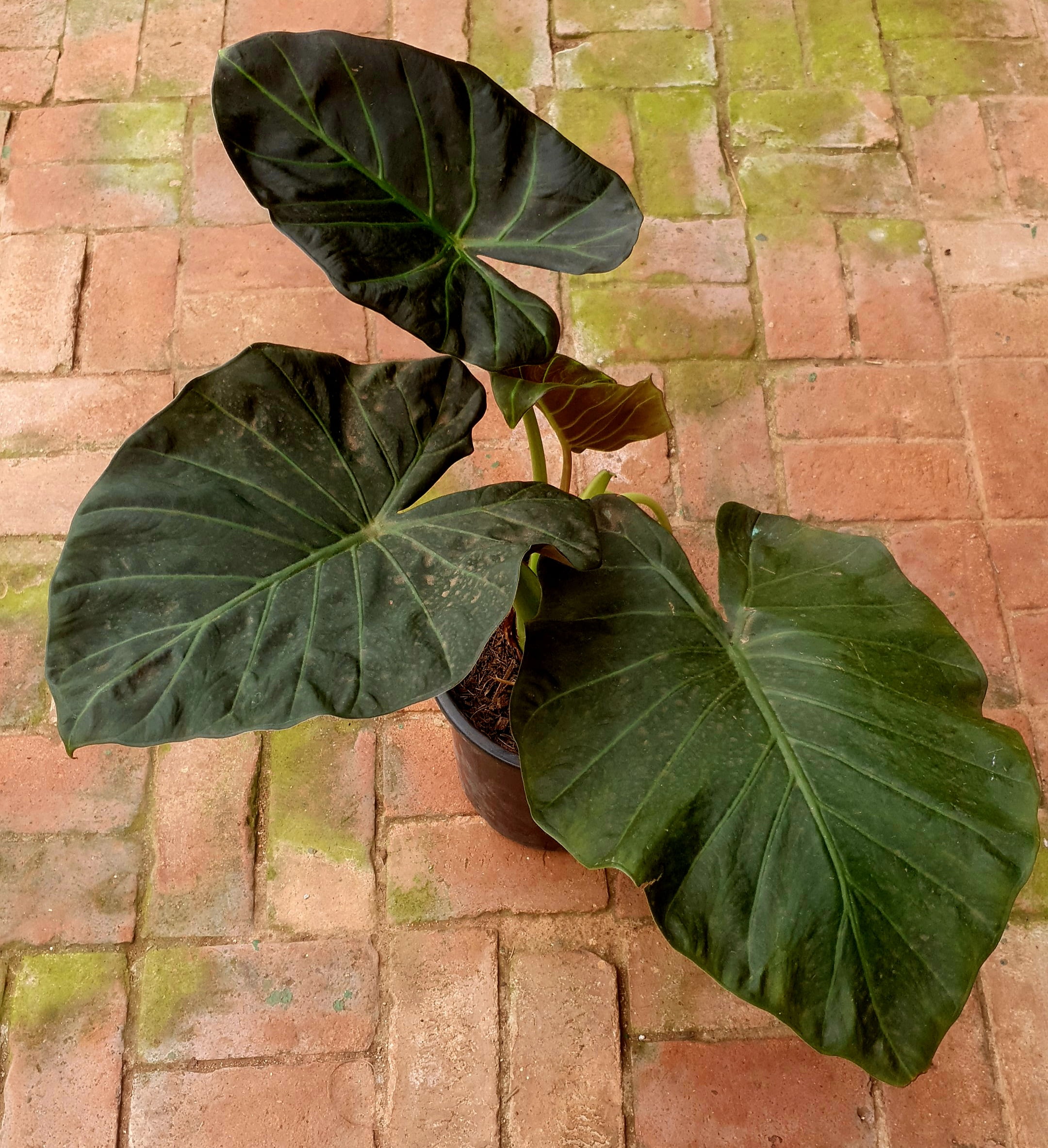 Alocasia Regal shield - Cactos Brasil