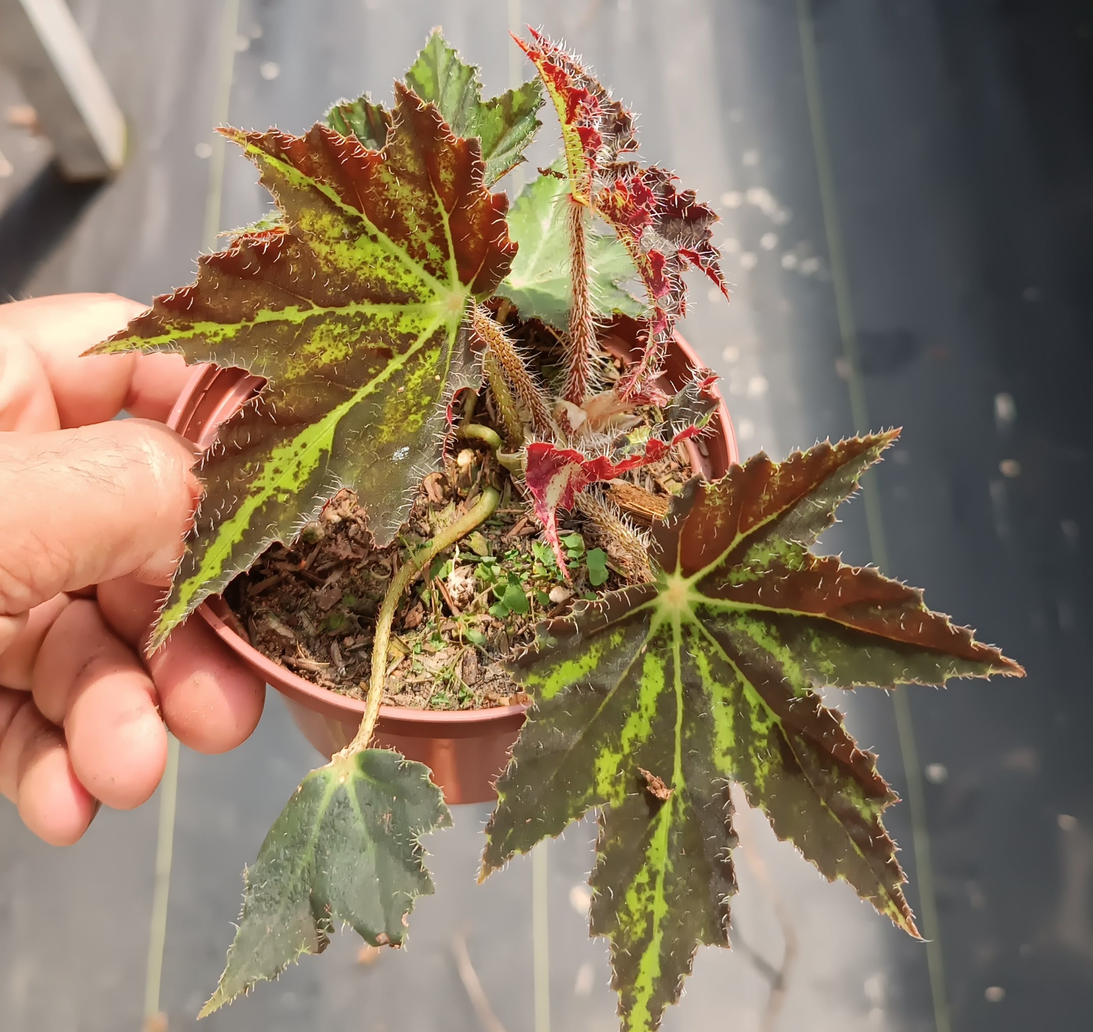 Begonia heracleifolia - Cactos Brasil