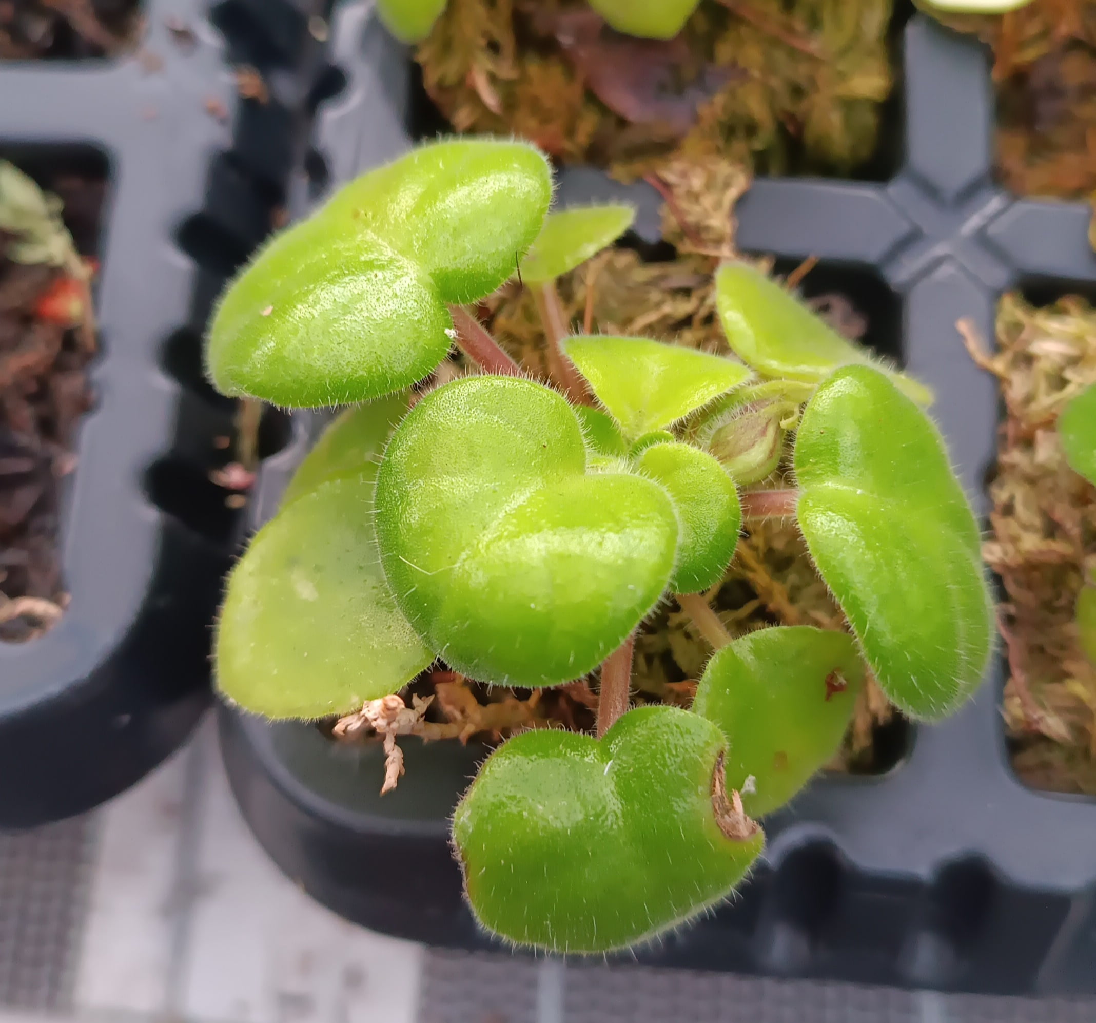 Chirita tamiana - muda com 8a9cm - Cactos Brasil