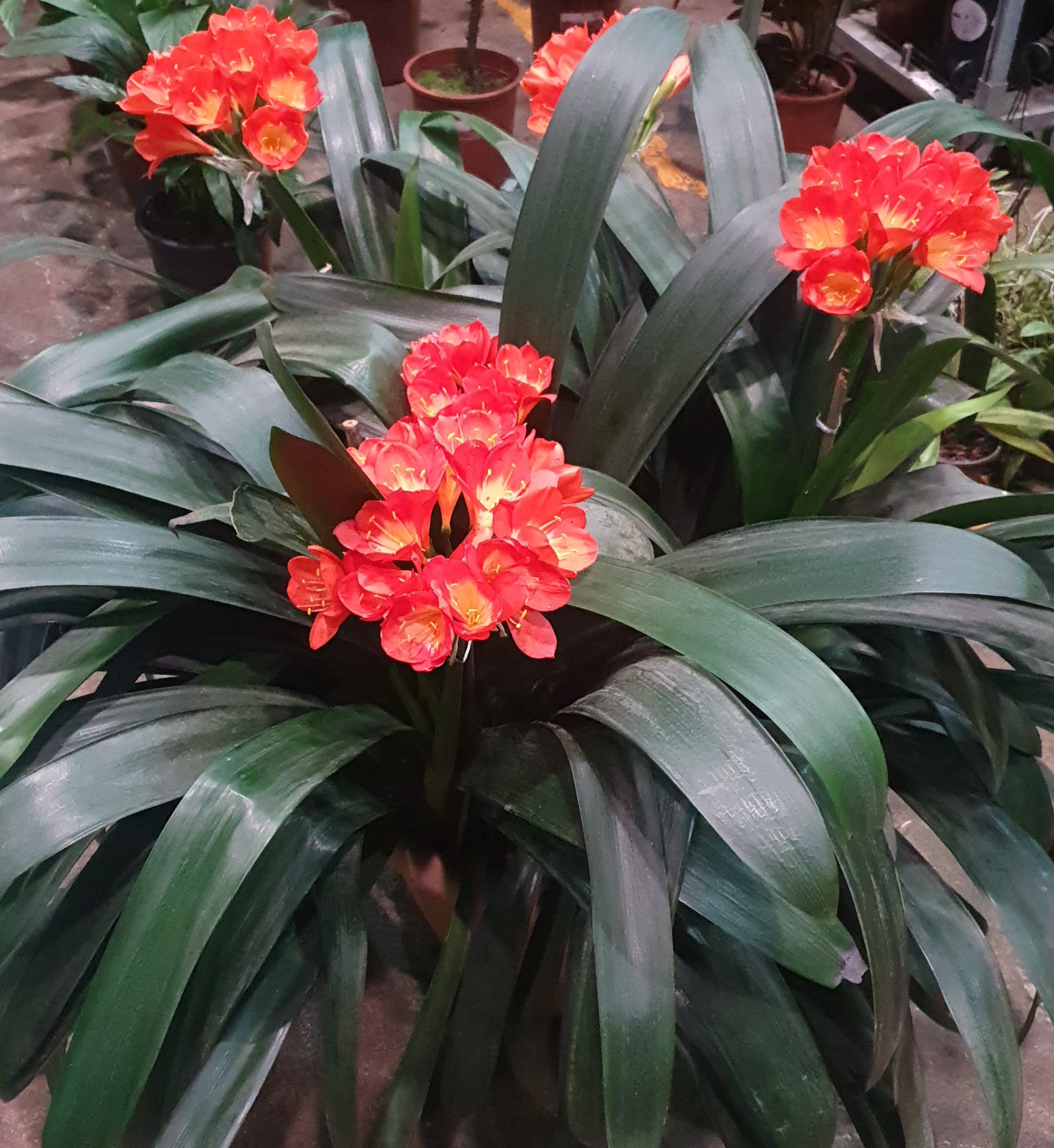 Clivia Miniata laranja escuro muda 40cm - Cactos Brasil
