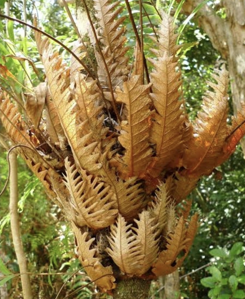 Drynaria rigidula whitei - muda Jovem 40cm matriz - Cactos Brasil