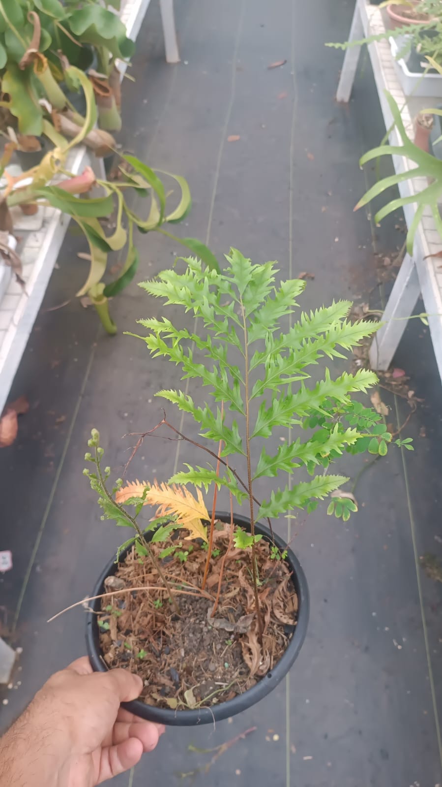 Drynaria rigidula whitei - muda Jovem 40cm matriz - Cactos Brasil
