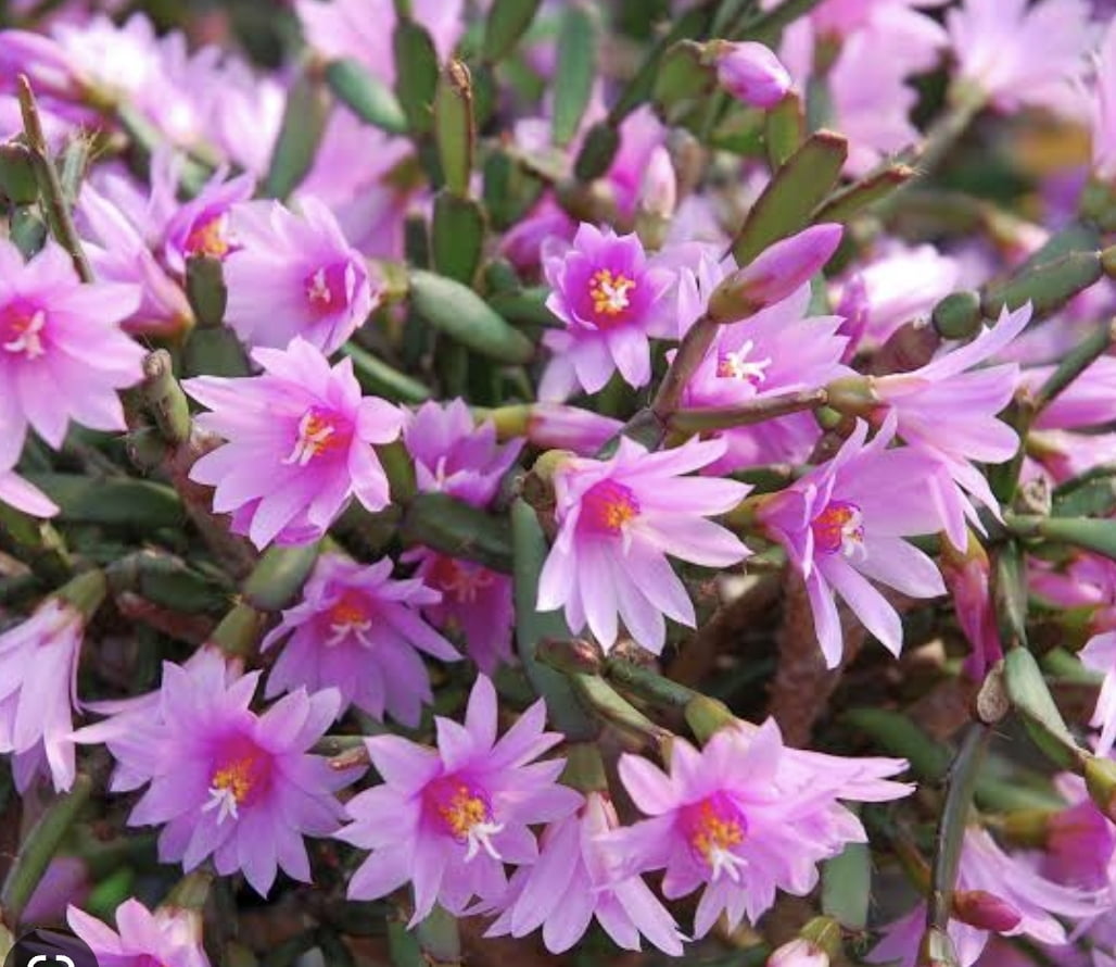 Hatiora rhipsalidopsis rosea -muda 7a8cm enxertado - Cactos Brasil