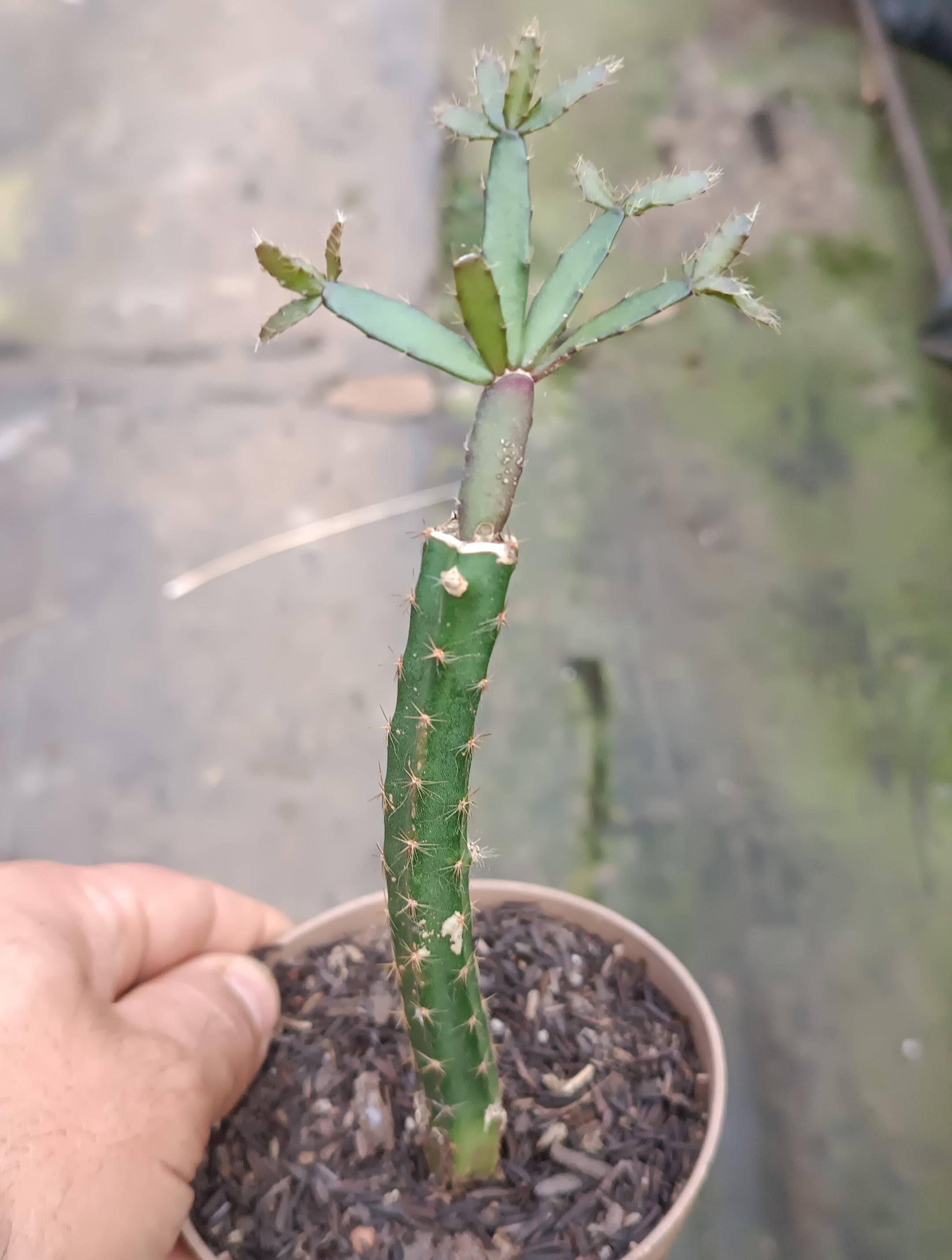 Hatiora rhipsalidopsis rosea -muda 7a8cm enxertado - Cactos Brasil