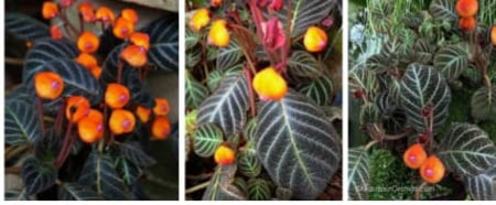 Pearcea hypocyrtiflora - muda com 5a7cm - Cactos Brasil