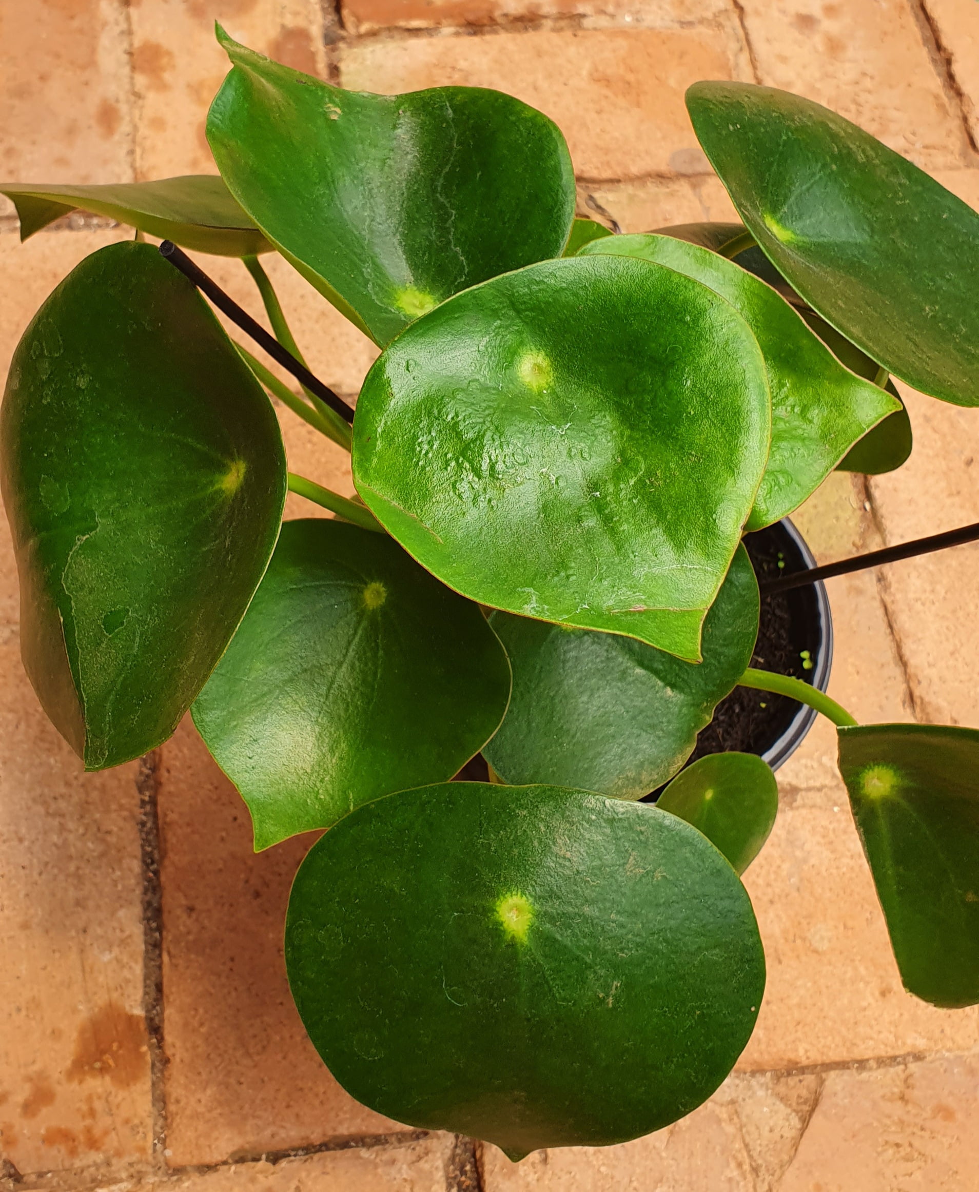 Peperomia Polybotrya - Cactos Brasil