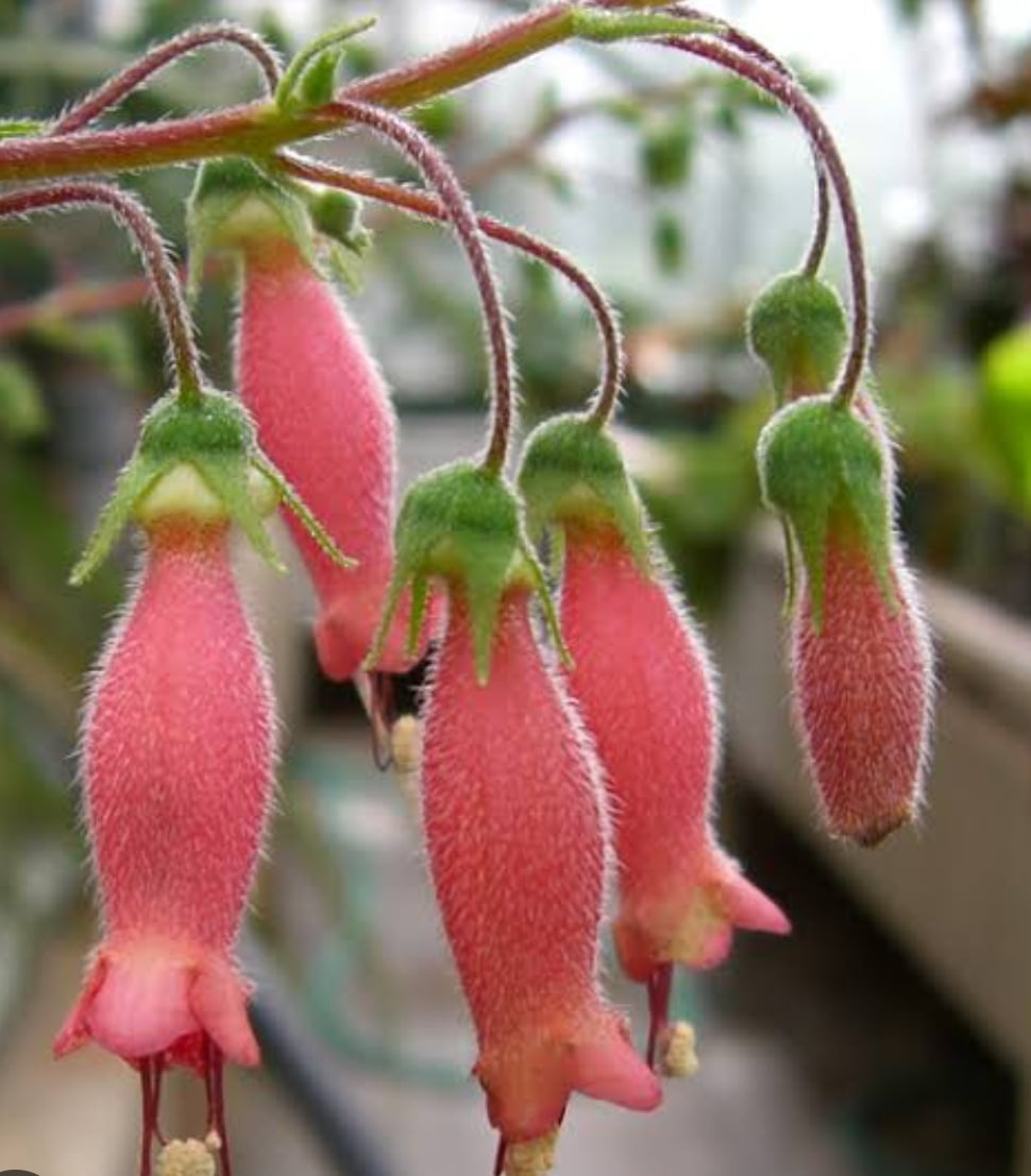 Sinningia Selovii - Cactos Brasil