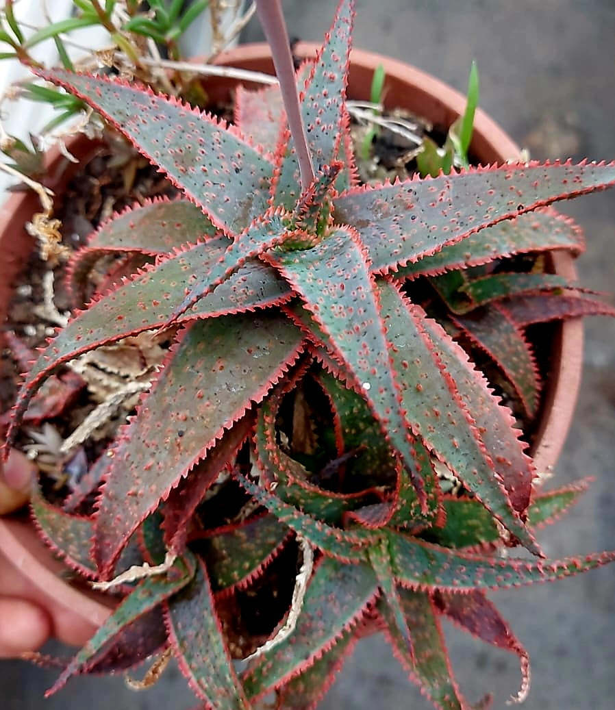 Aloe christmar pink - Cactos Brasil