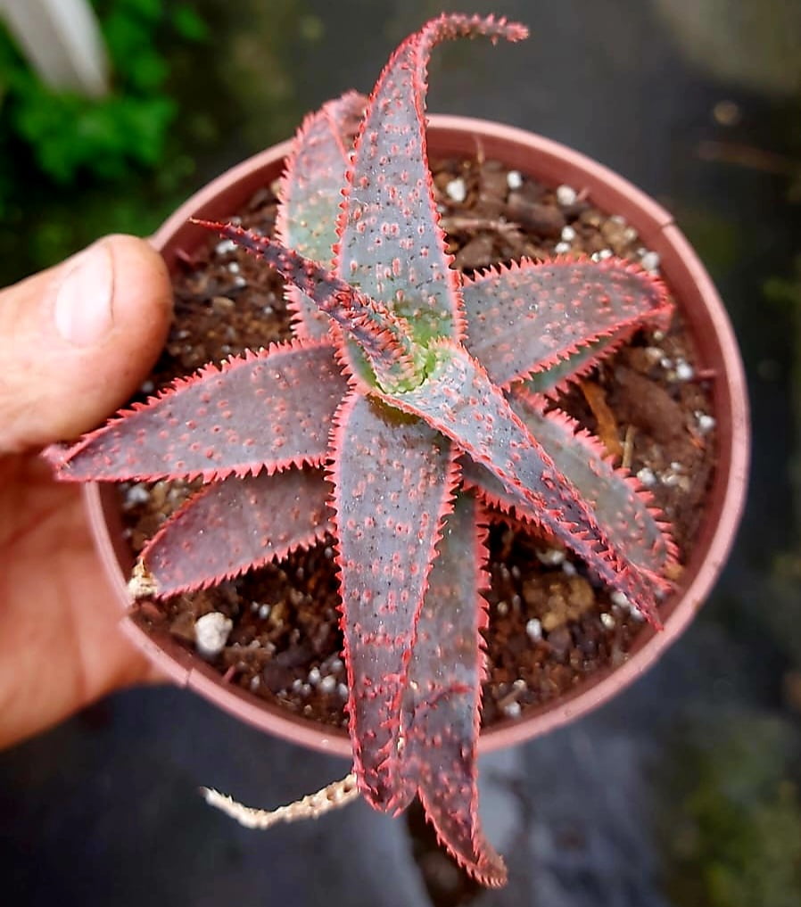 Aloe christmar pink - Cactos Brasil