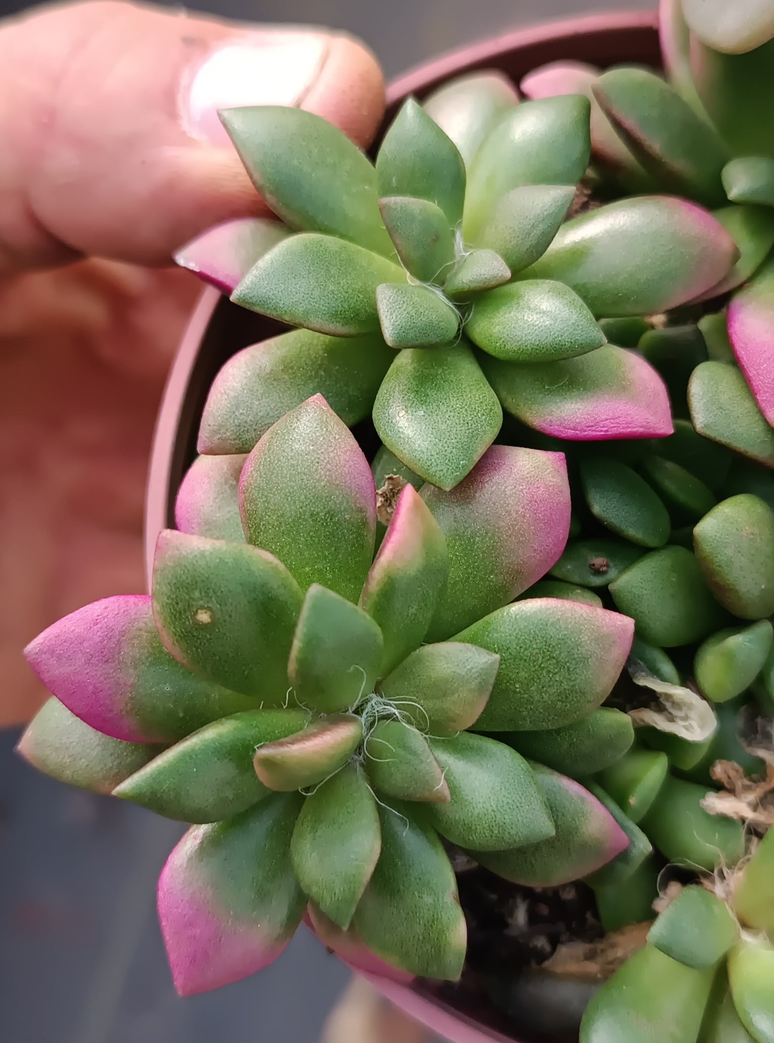 Anacampseros telephiastrum rose - Cactos Brasil