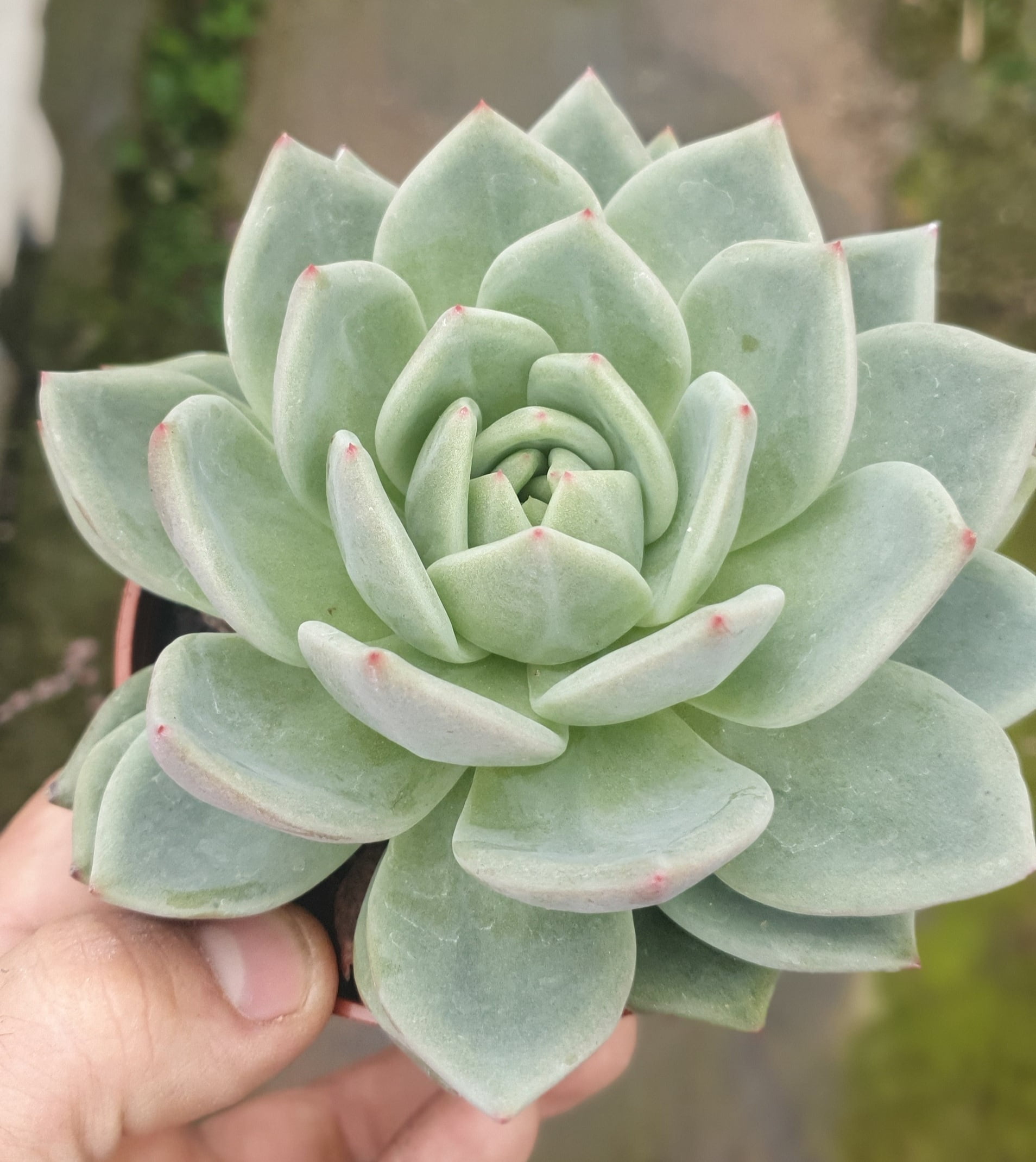 Echeveria grey beauty- cactos brasil.
