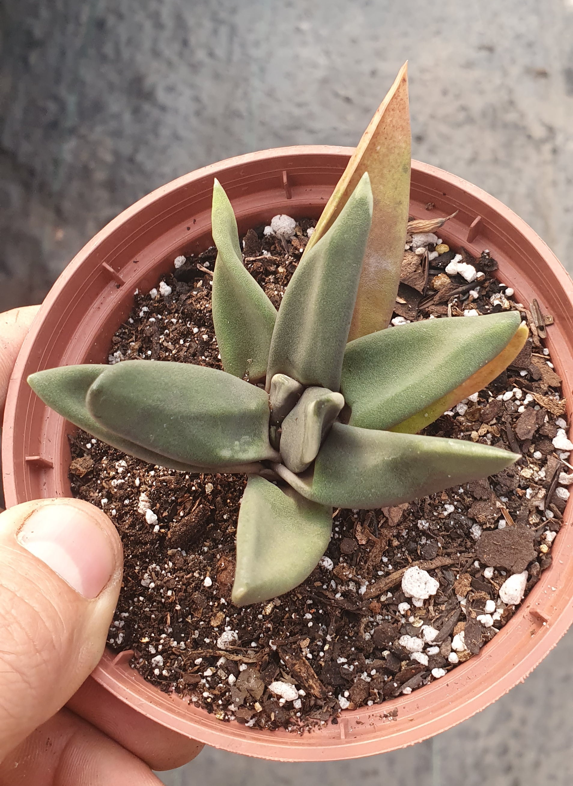 Gasteria disticha - Cactos Brasil
