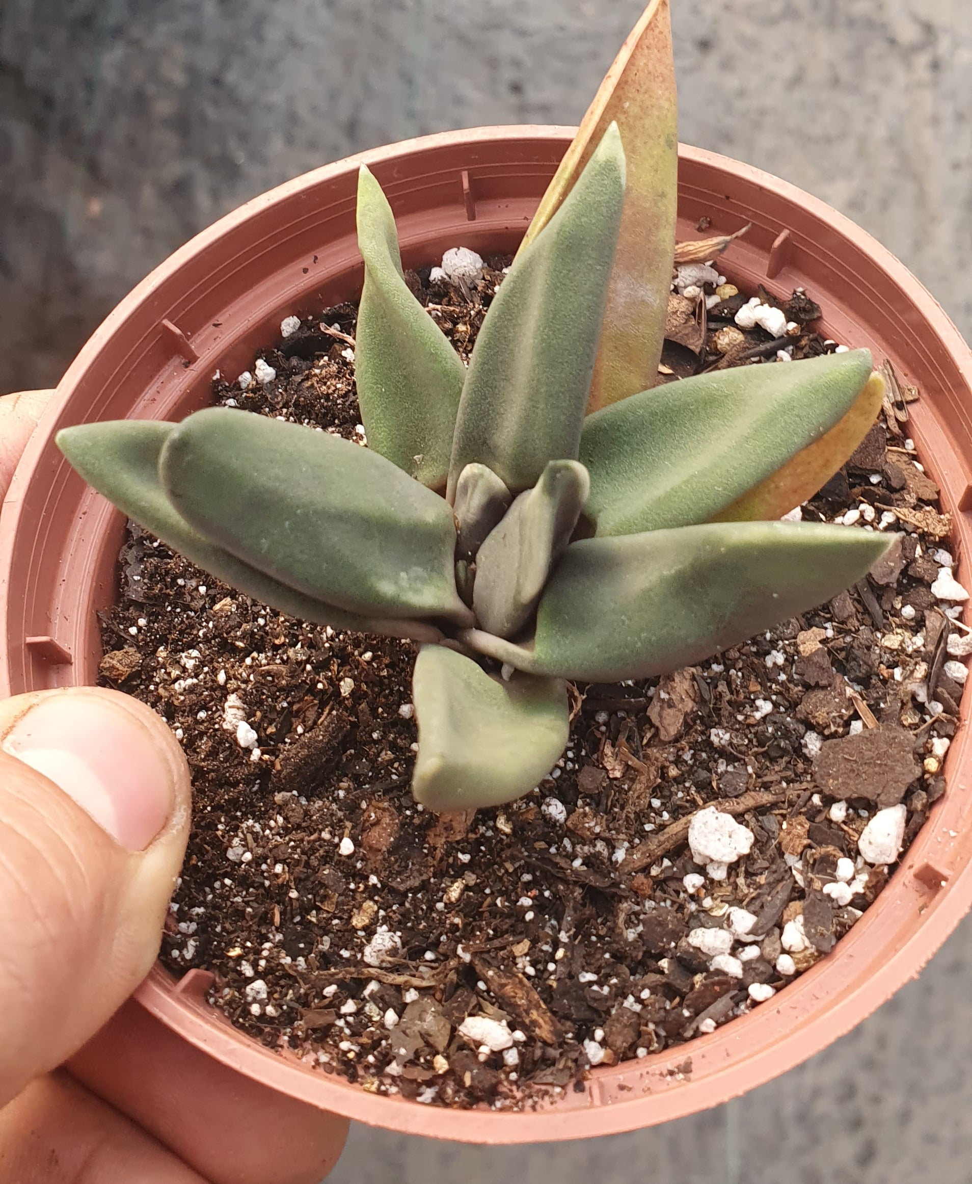 Gasteria disticha - Cactos Brasil